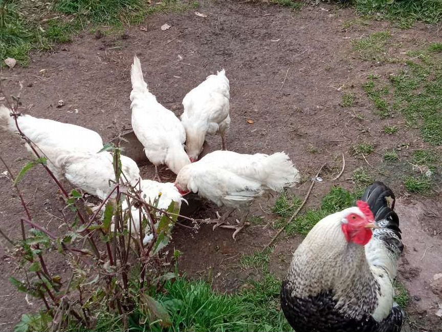Куры несушки продам