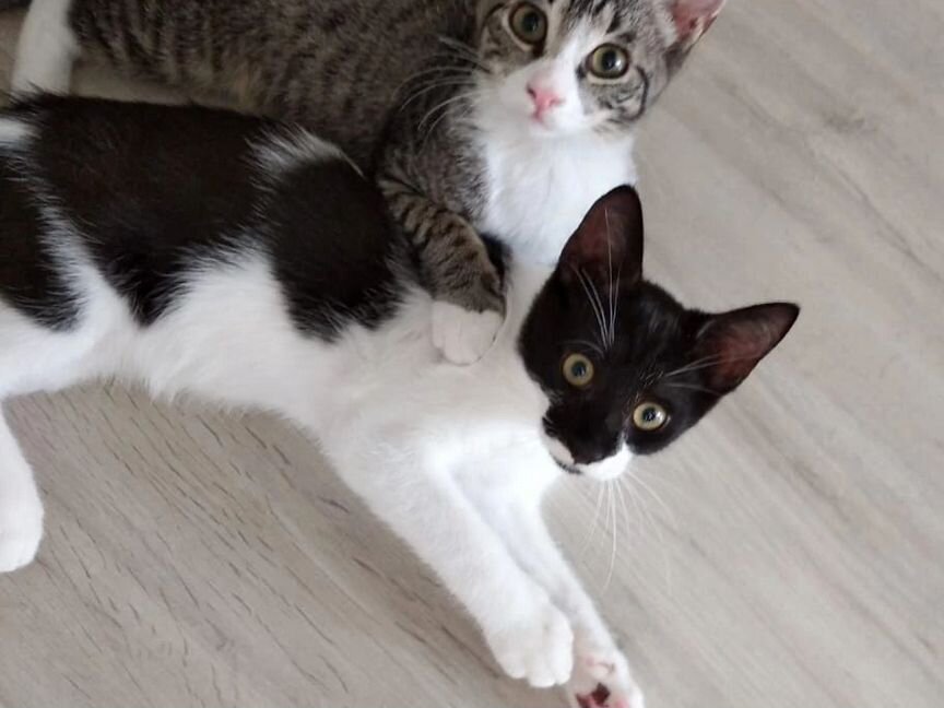 Кошка