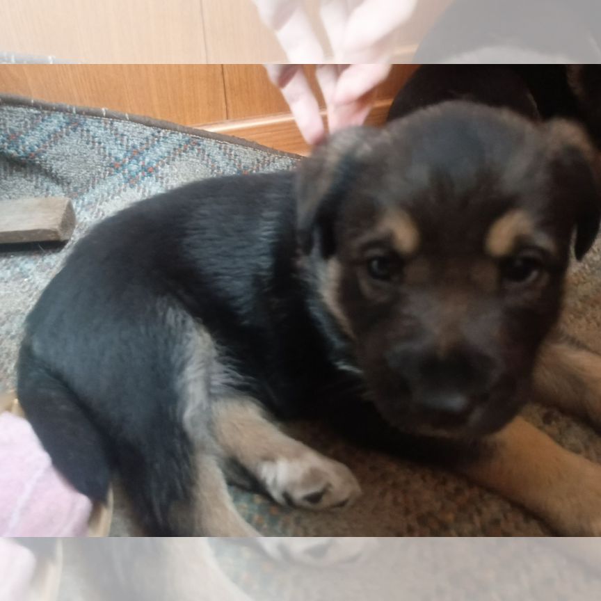 Щенок в добрые руки