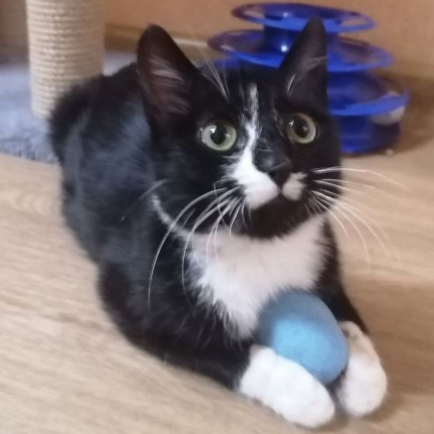 Взрослая, кошка в добрые руки