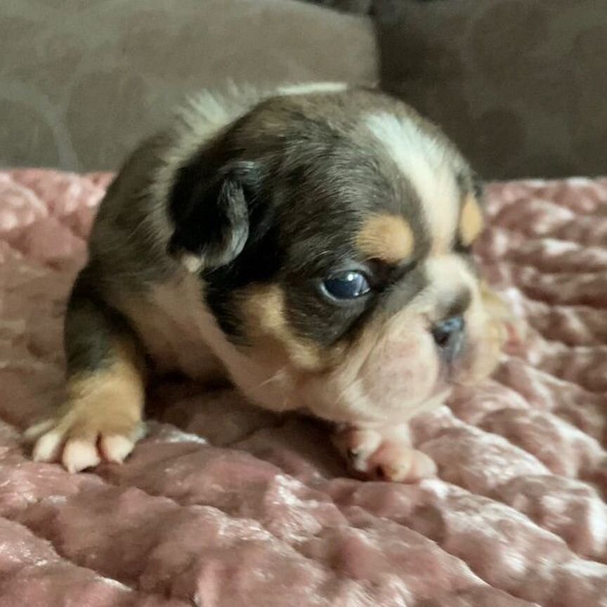 Бульдожки самые сладкие