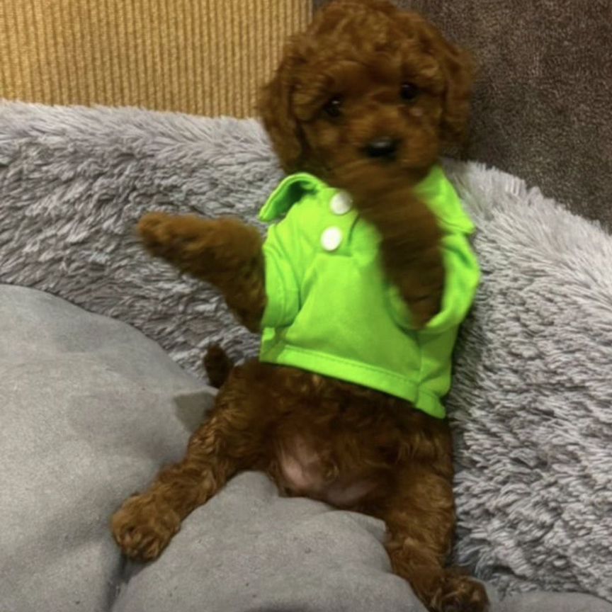 Той-пудель, щенок