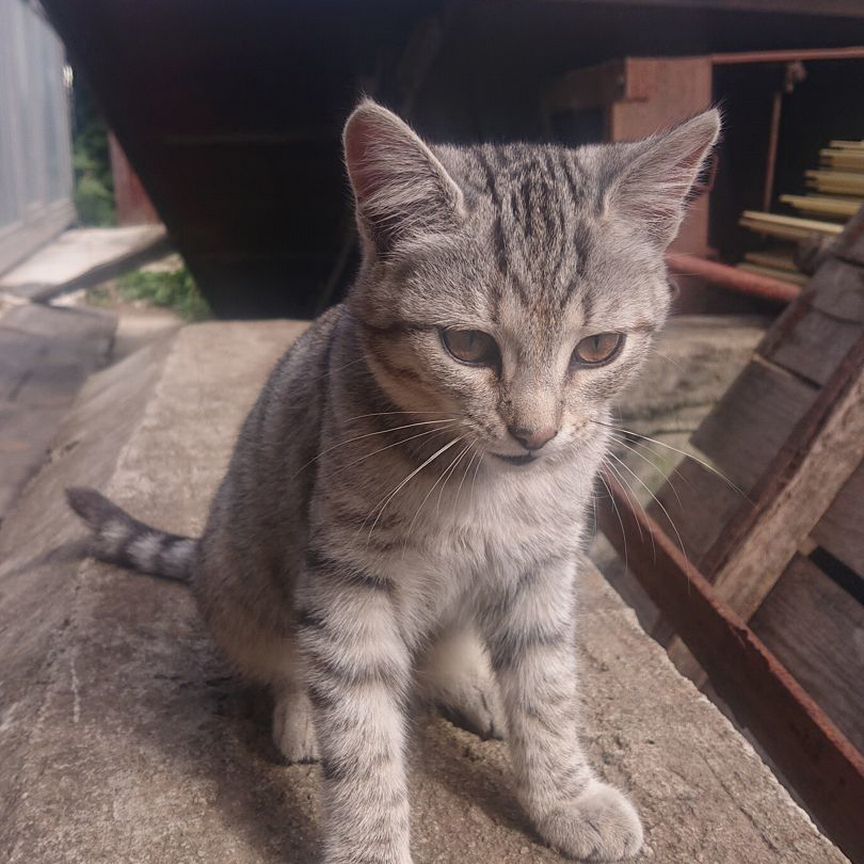 Котёнок котейка