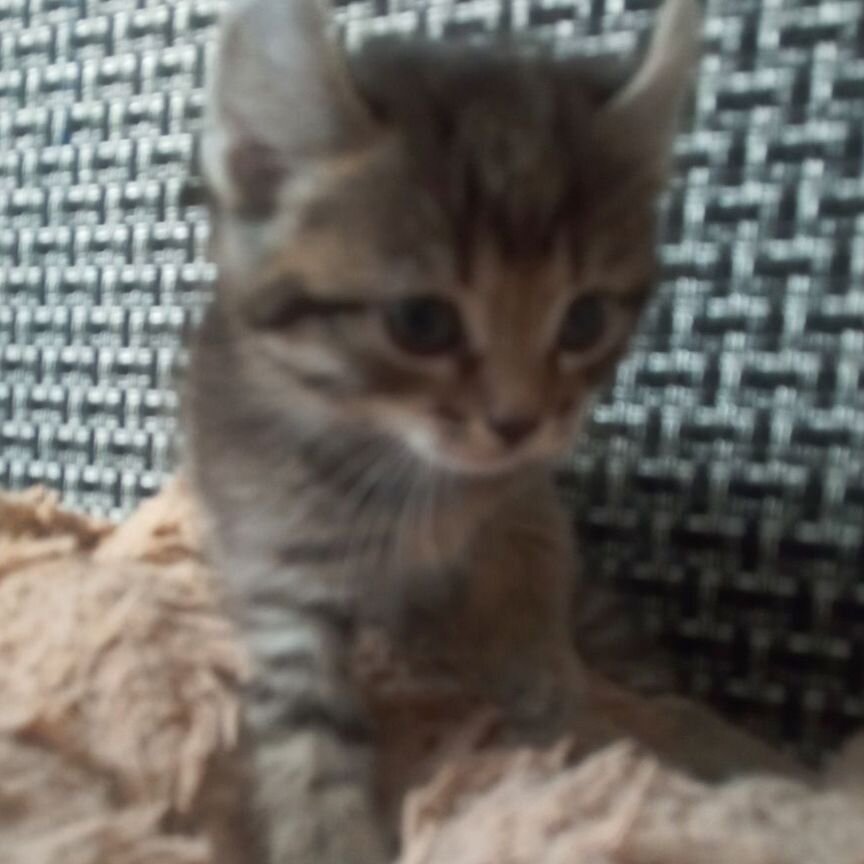 Американский кёрл короткошёрстный котёнок