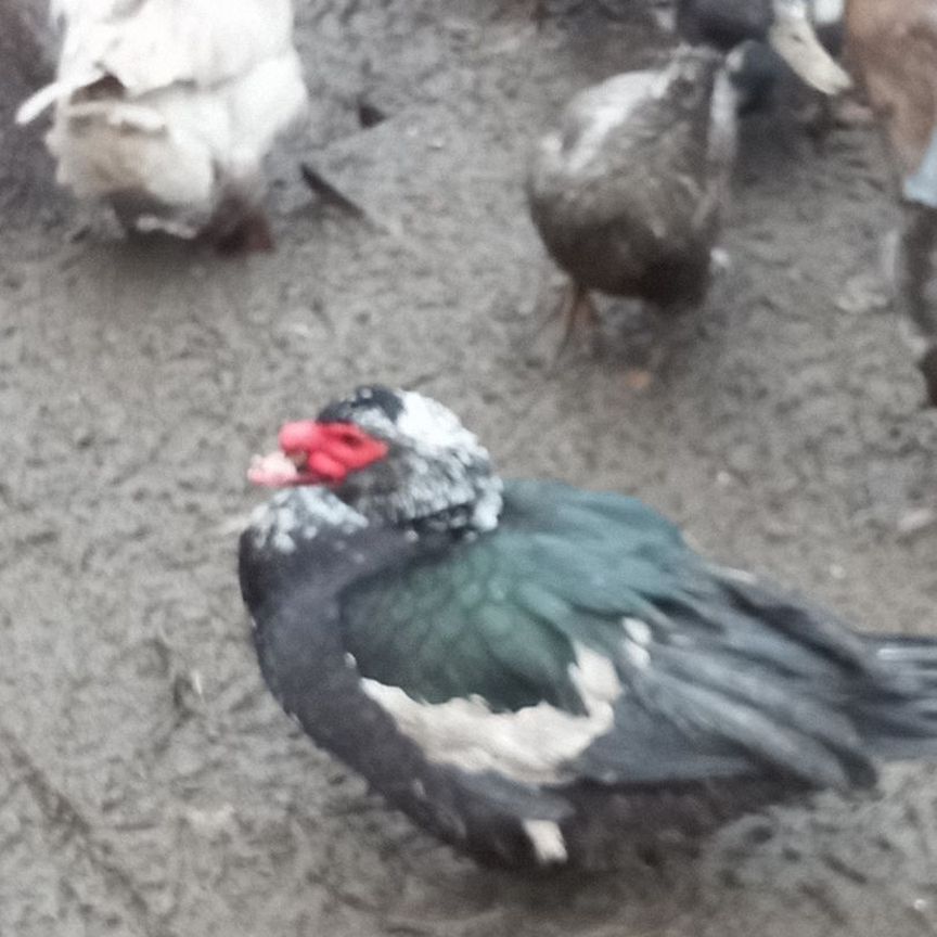 Мускусные утки тяжелые линии