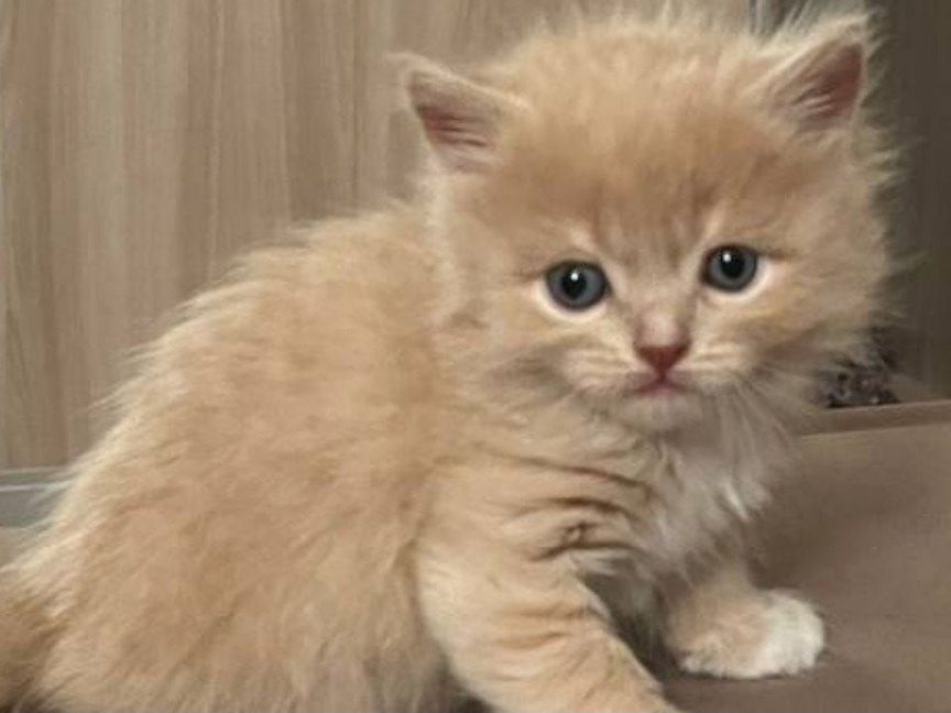 Рыжий котенок мальчик