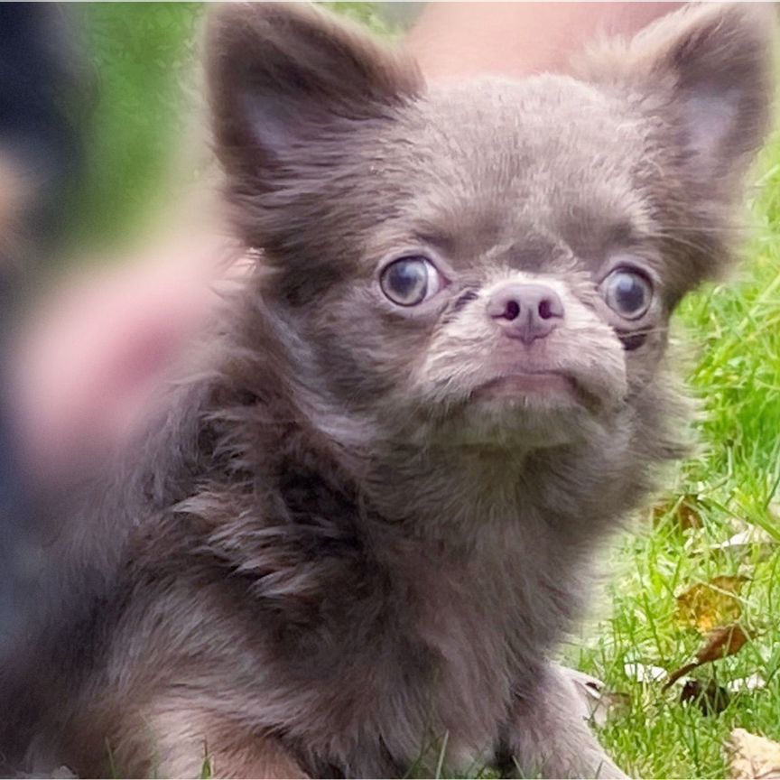 Чихуахуа, щенок