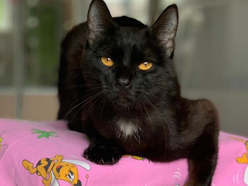 Кошки