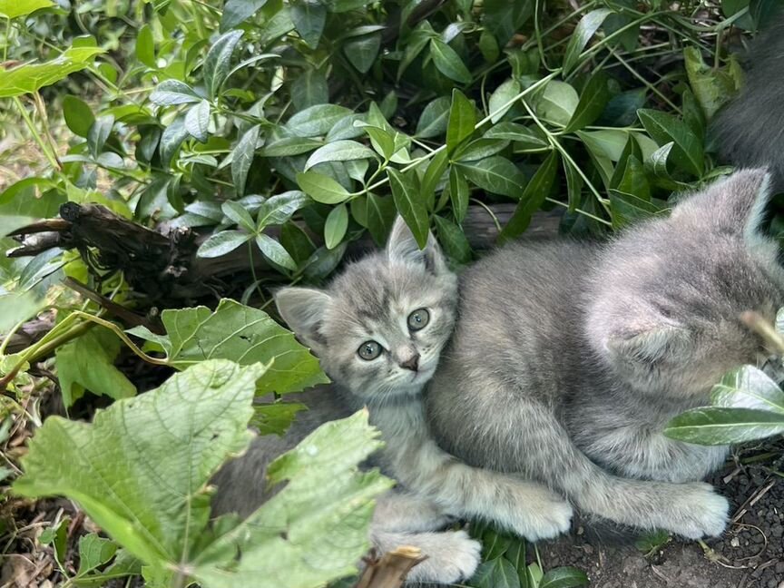 Котята