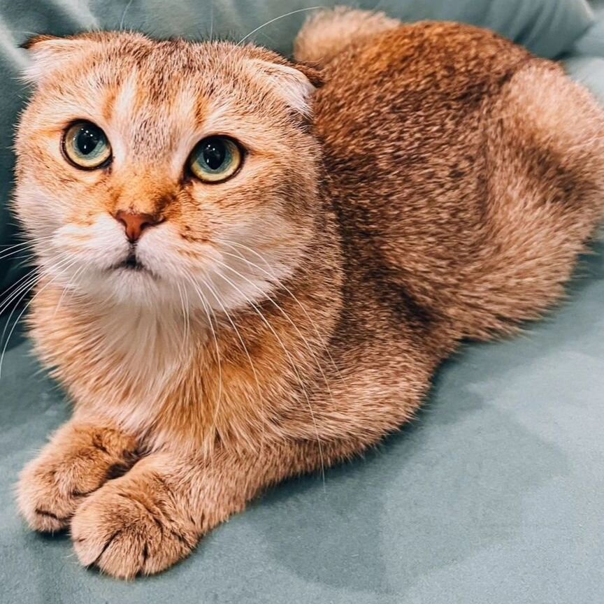 Шотландская золотистая шиншилла