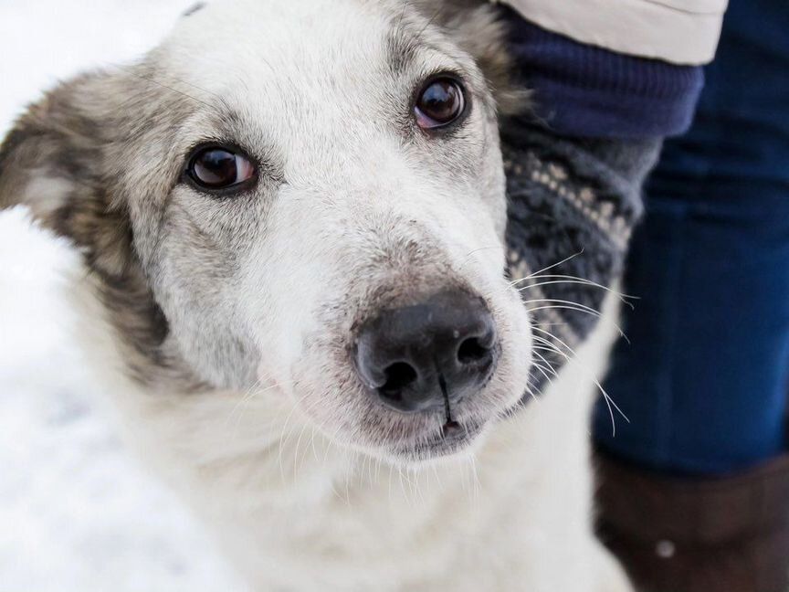 Собака в добрые руки