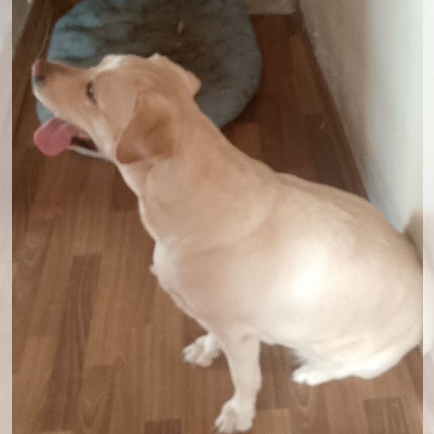 Лабрадор-ретривер, взрослая собака