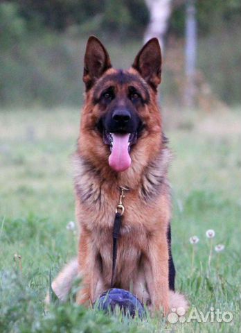 Девочка Немецкой Овчарки