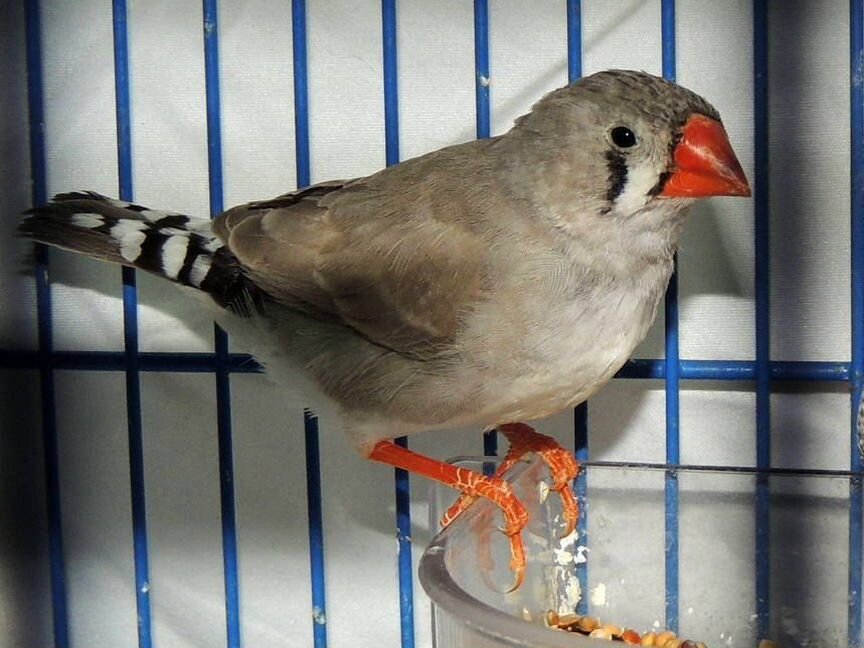 Зебровые амадины