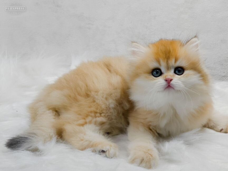 Котята Британская золотая шиншилла