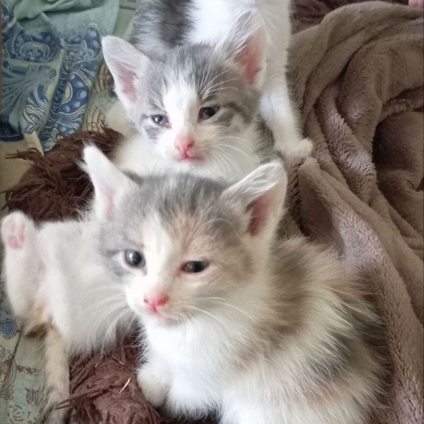 Котята в добрые руки бесплатно маленькие
