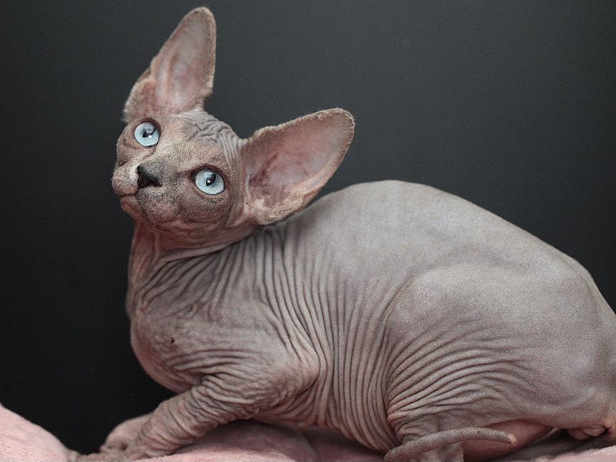 Доминантные синие (разные) глаза DBE