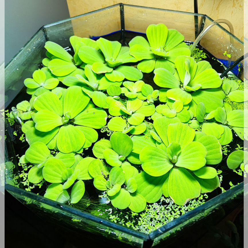 Растения для аквариума