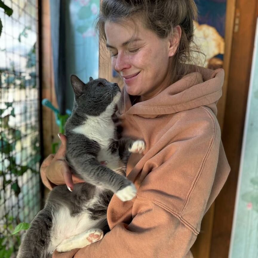 Кот в добрые руки