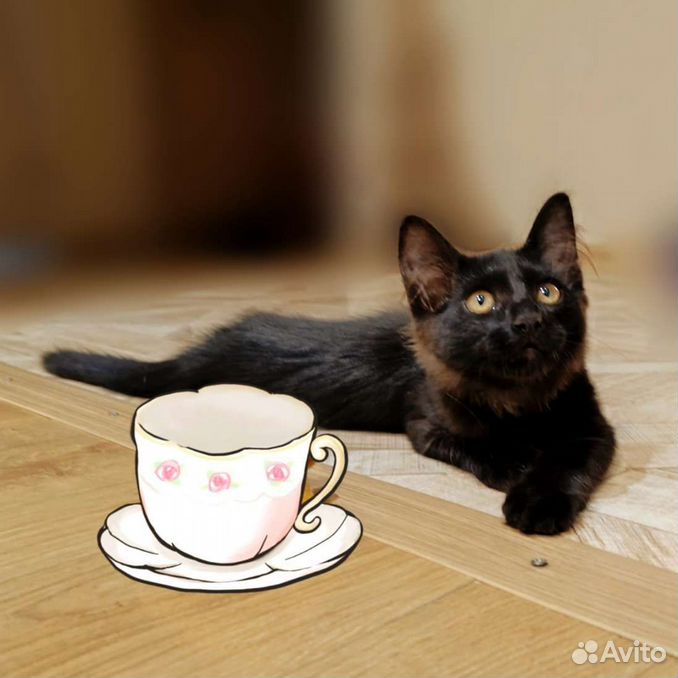 Замечательный котенок Максик ищет дом