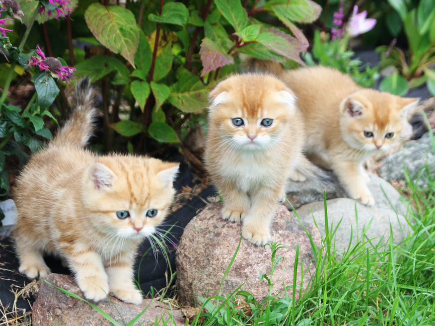 Котята золотых окрасов прямоухие и вислоухие