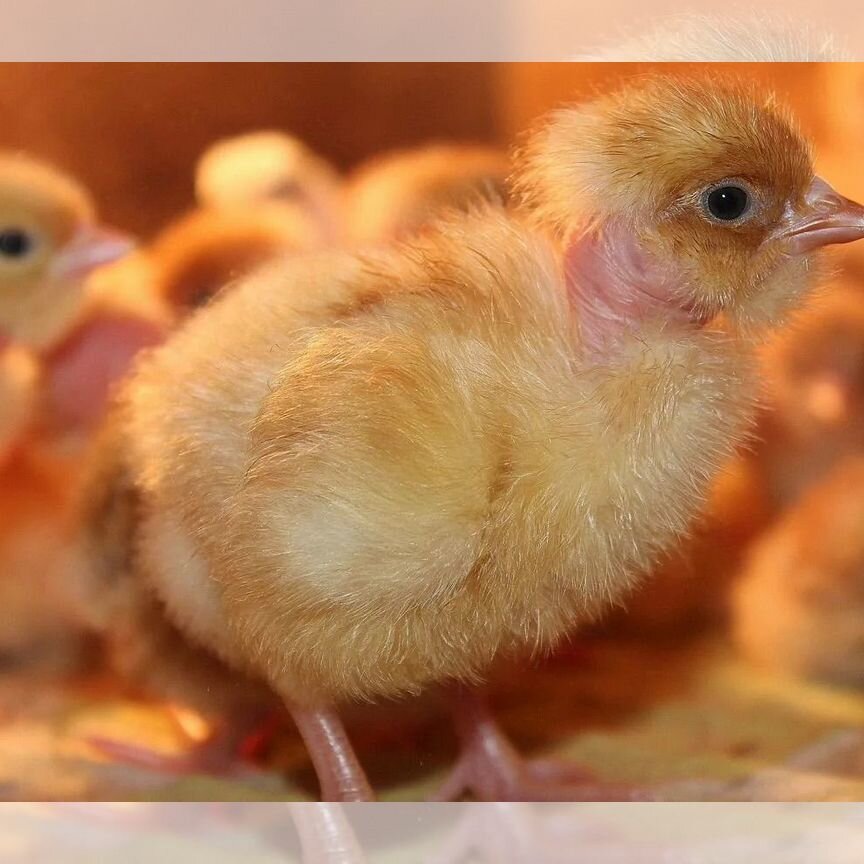 Цыплята голошейки