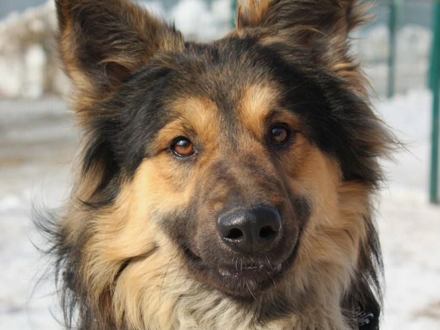 Собака в добрые руки