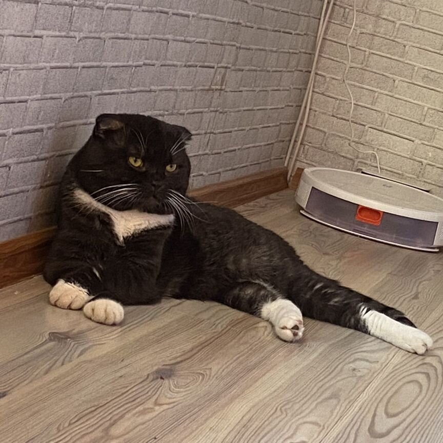 Отдам кота в добрые руки