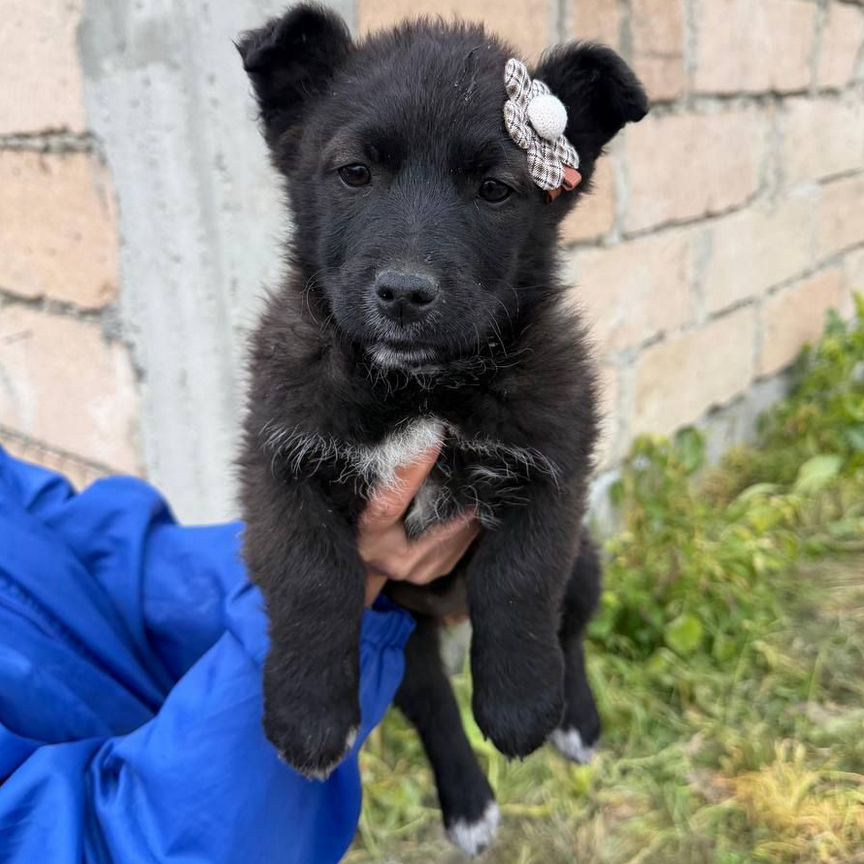 Щенок в добрые руки