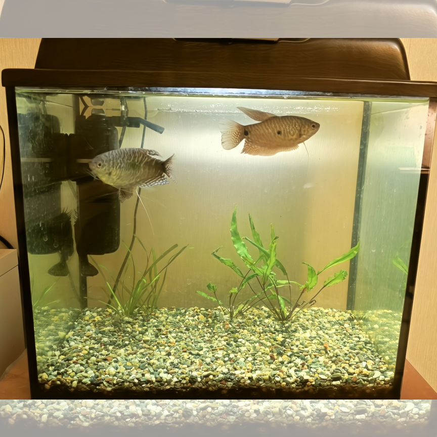 Аквариум с рыбками и растениями