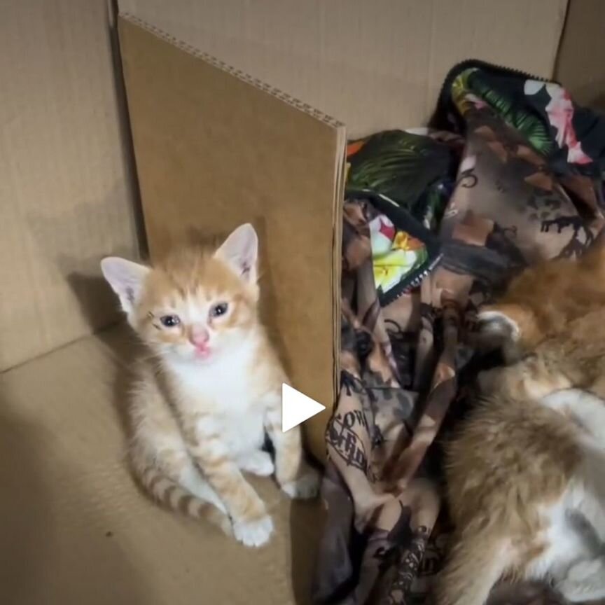 Котята в добрые руки бесплатно