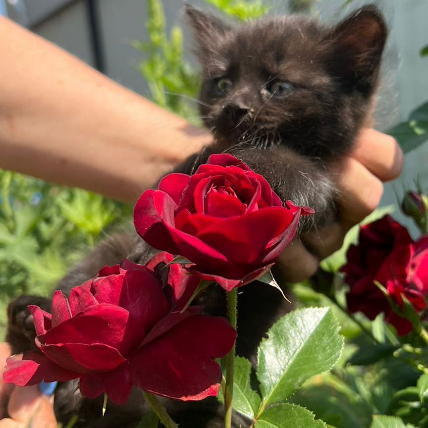 Котенок