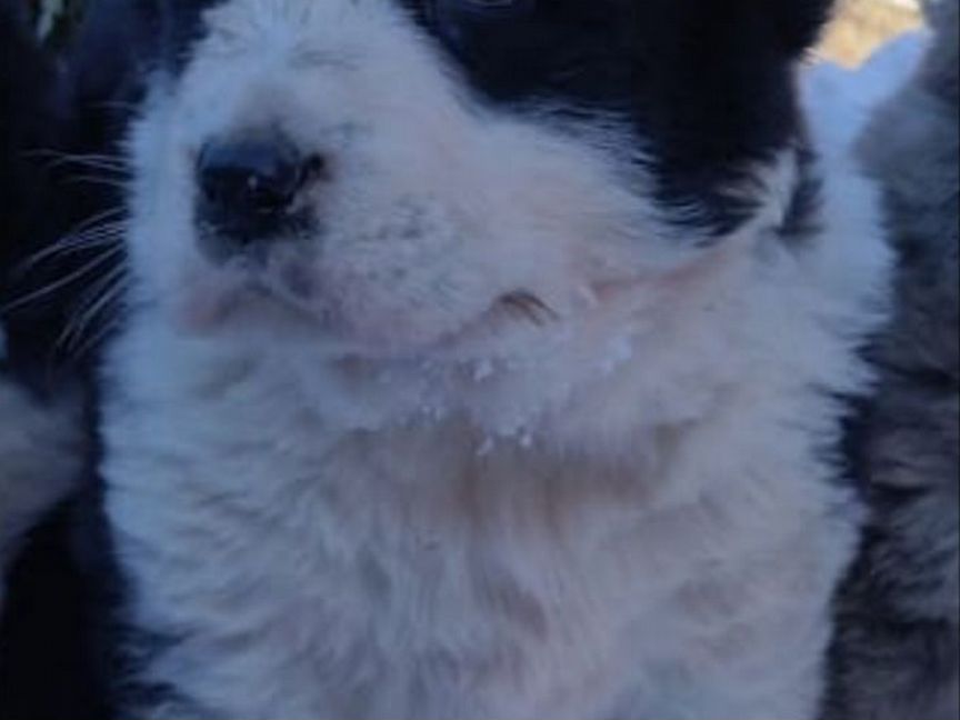 Щенок алабая