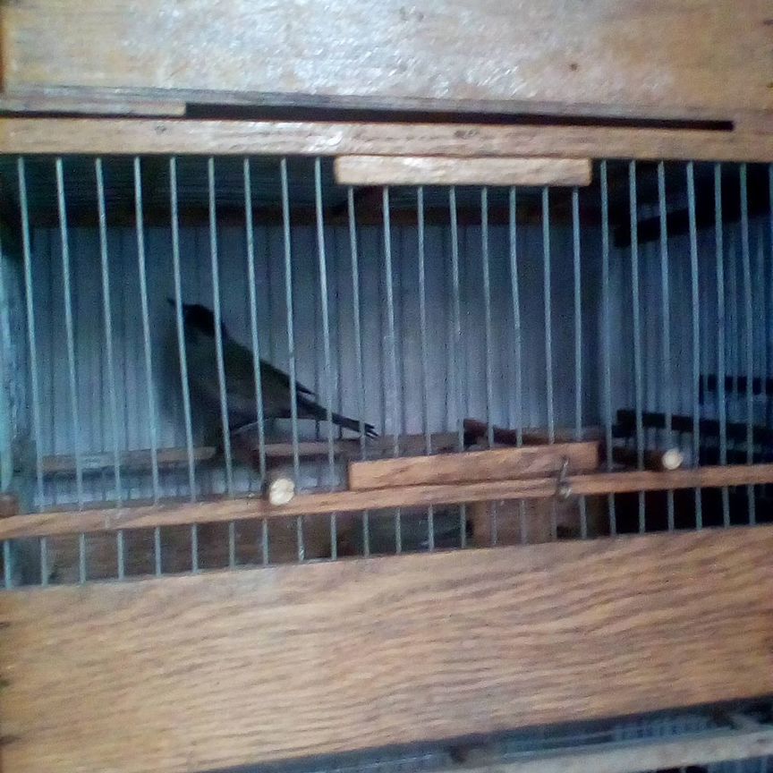 Соловей хафиз