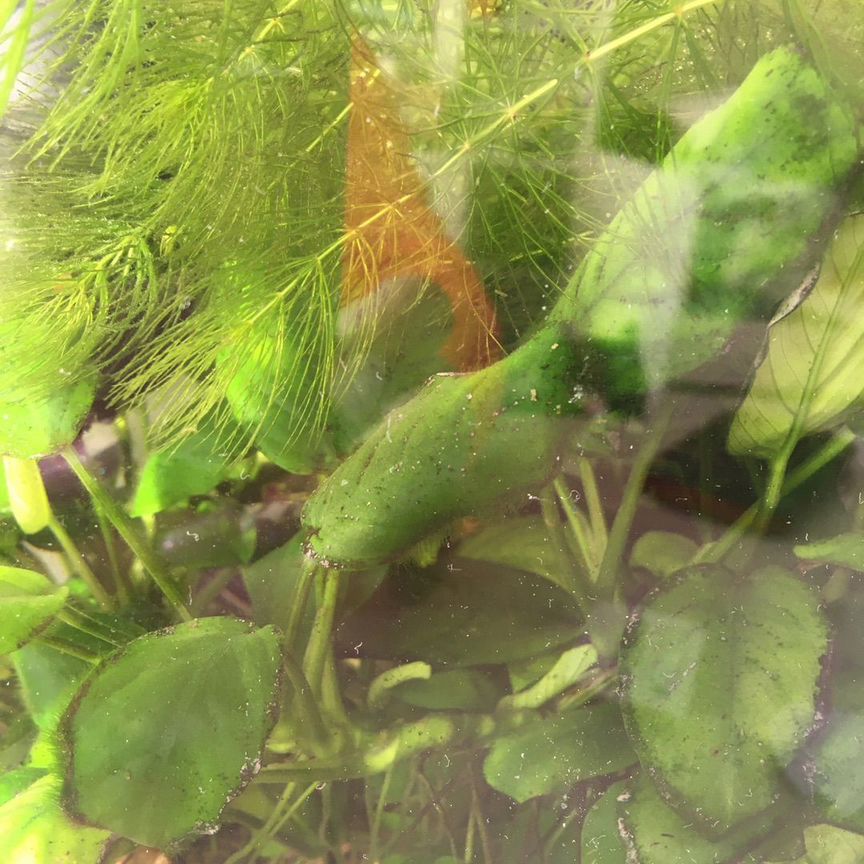 Аквариумные растения