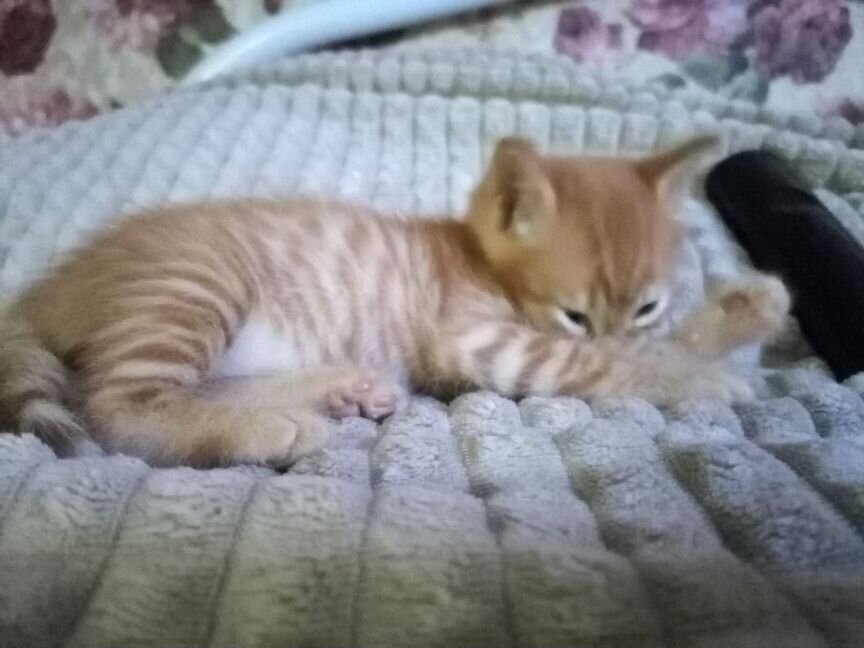 Котик 1,5 мес - в добрые руки