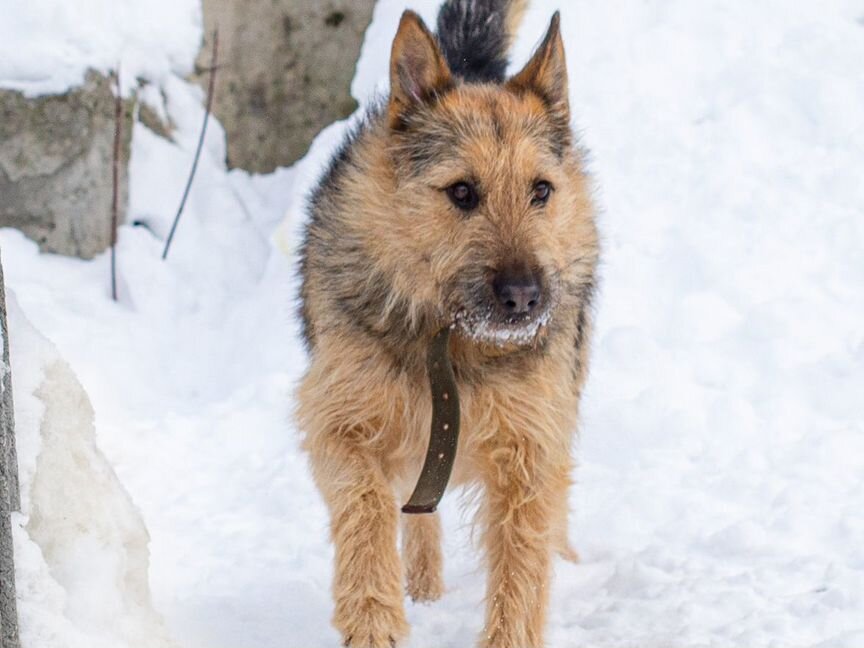 Остин, терьеристый пёс