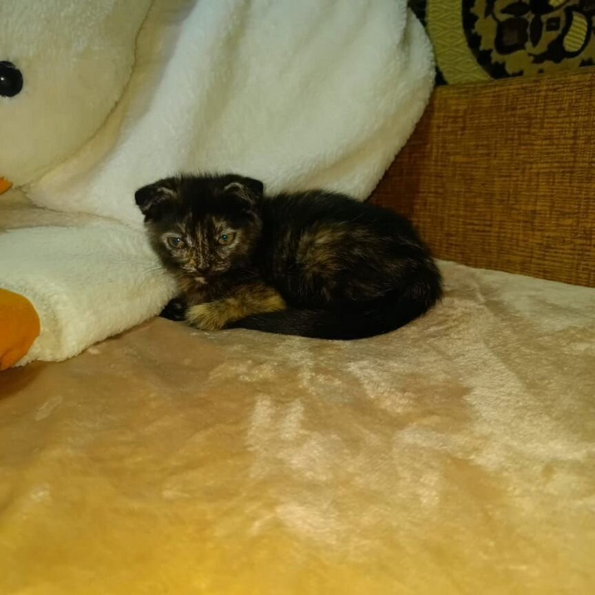 Маленькая шкода в добрые руки