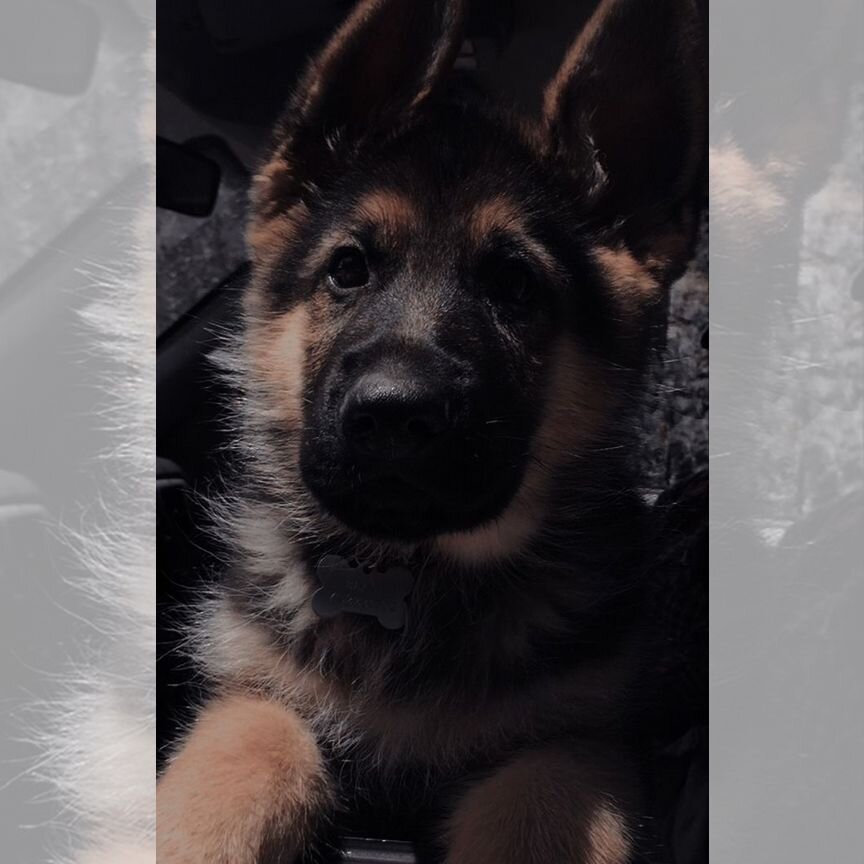 Немецкая овчарка, щенок