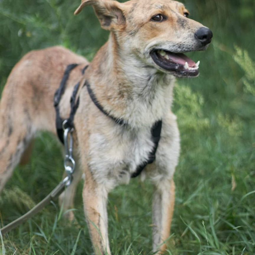 Маленький Бемби готов к дружбе и любви