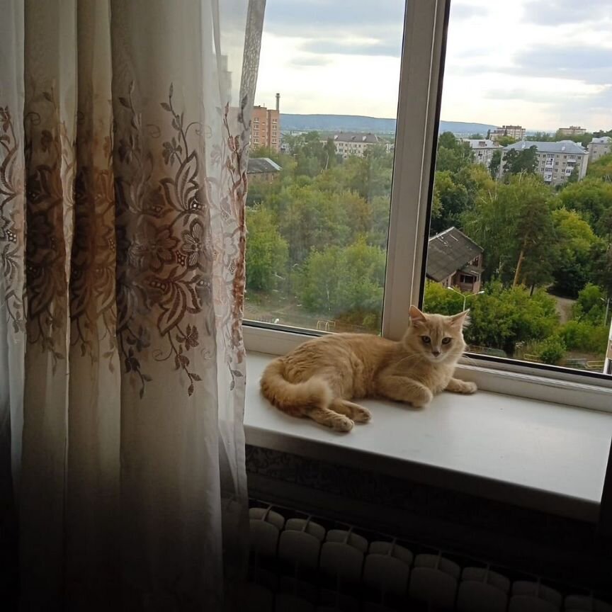 Отдам кота в добрые руки