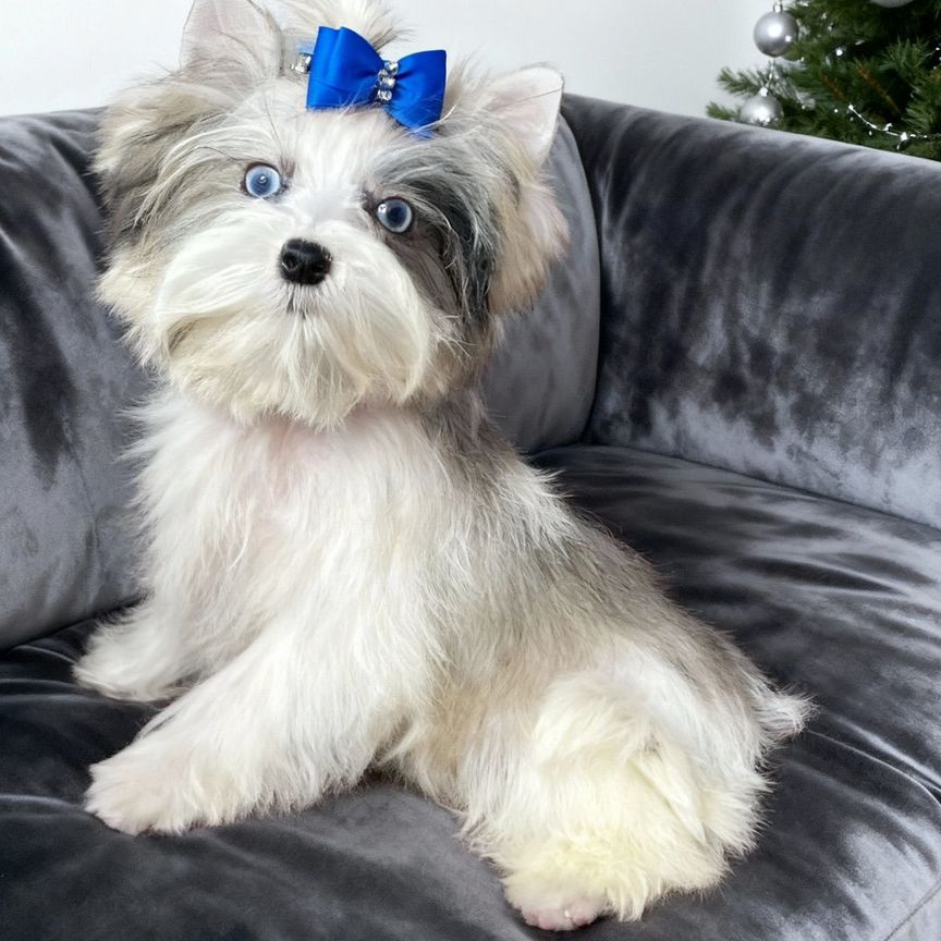 Йоркширский терьер, щенок