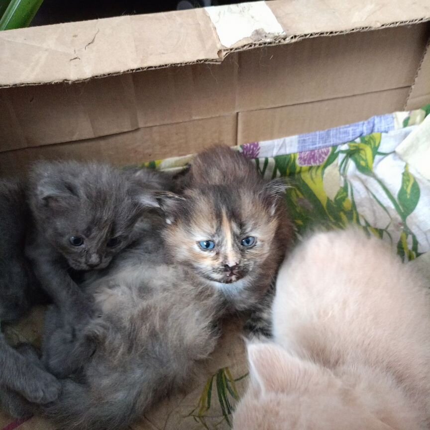 Котята в добрые руки