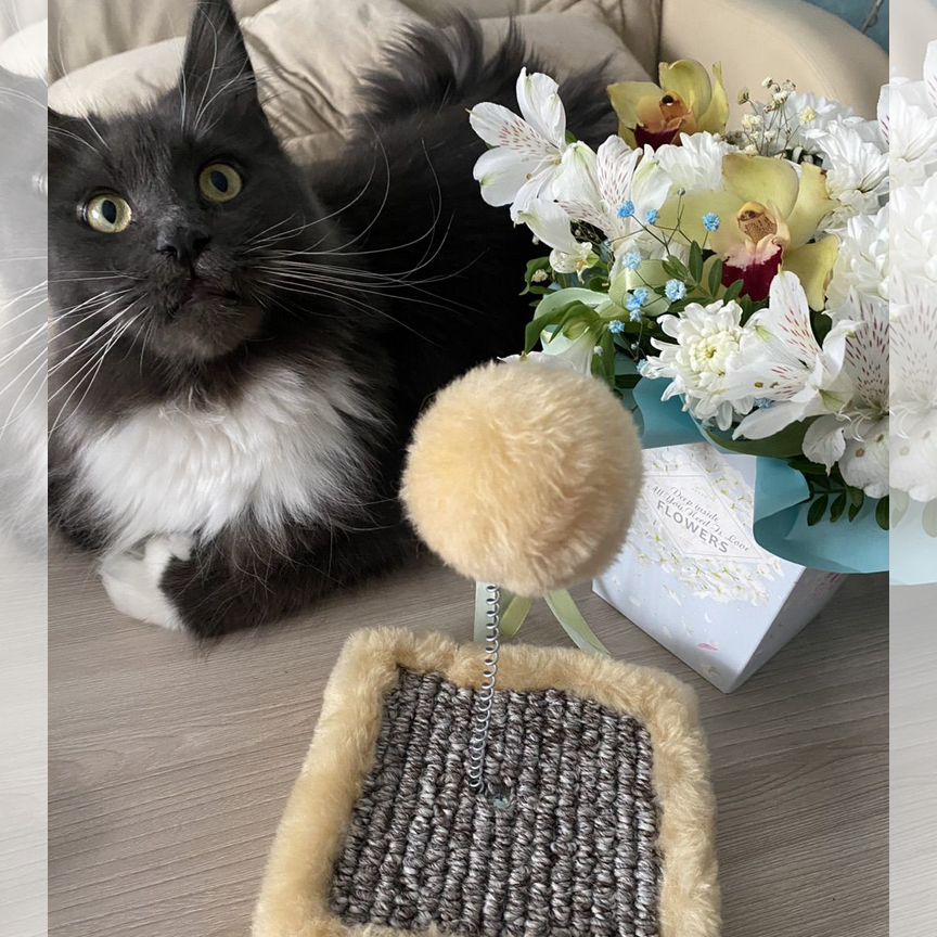 Игрушки для животных