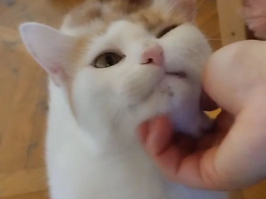 Ищет дом еще с лета