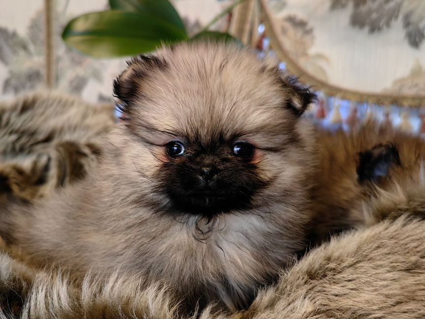Померанский шпиц тип мишка мини