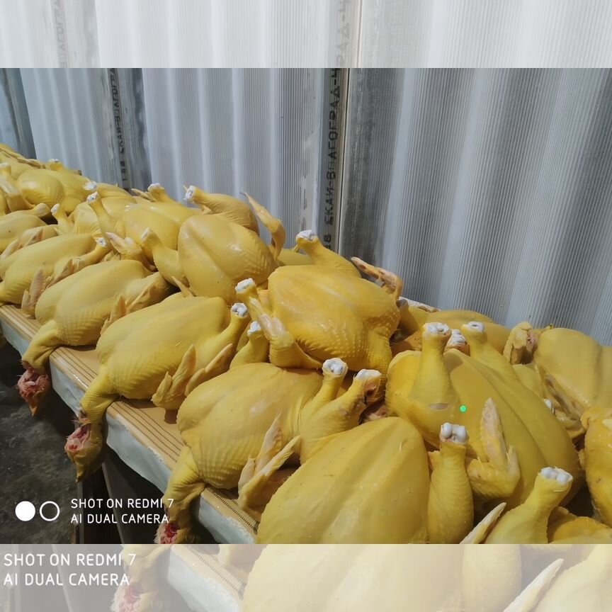 Куры бройлеры