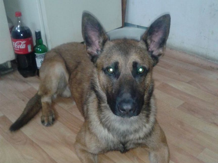 Кобель малинуа для вязки