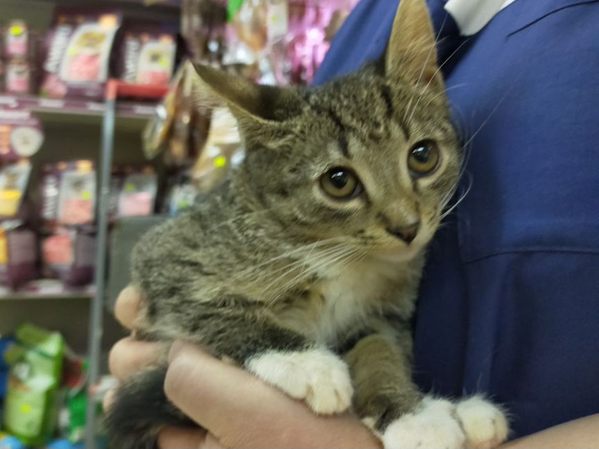 Кроха котенок ищет дом