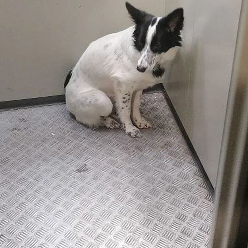 Взрослый пёс в добрые руки